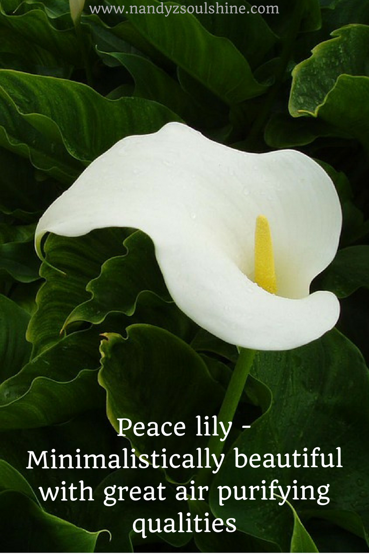 10 Best Easy-to-Care Plants to Purify Air in Your Home - Nandyz Soulshine